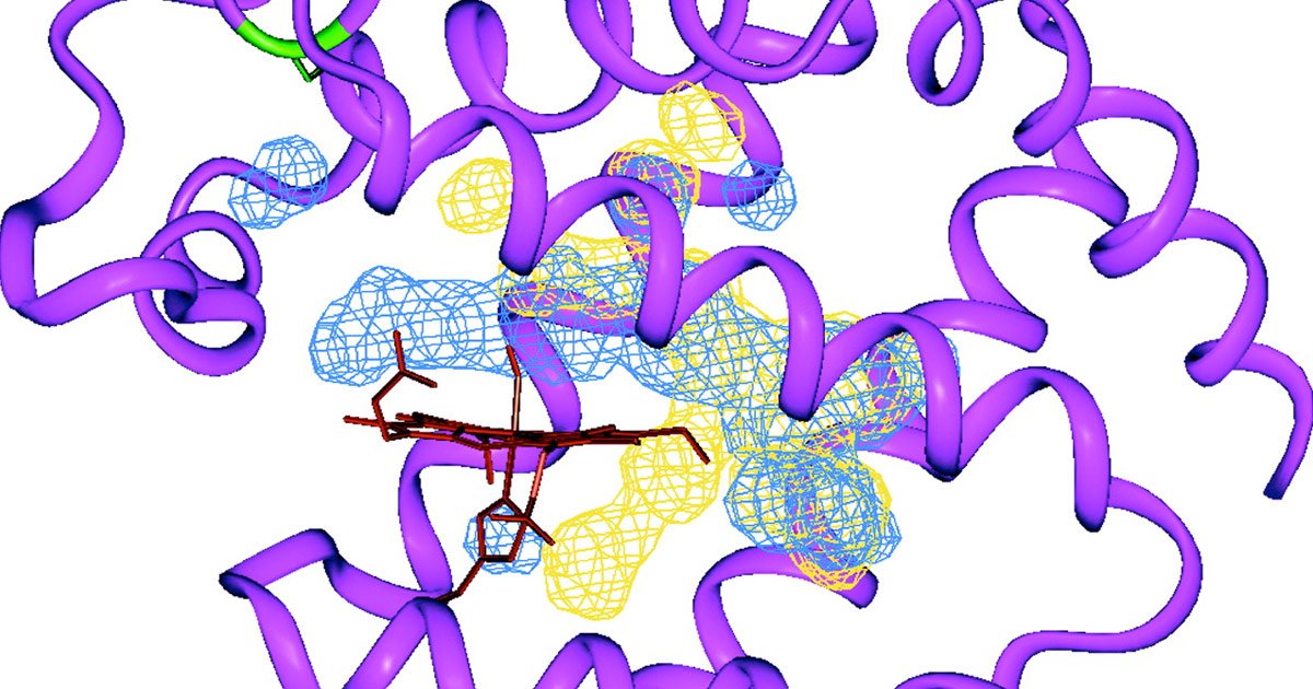 Globins | Vallone Lab
